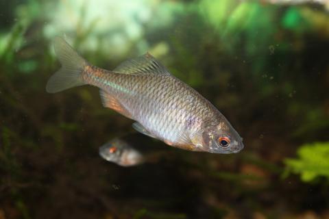 Poissons | Vallée du Corchon